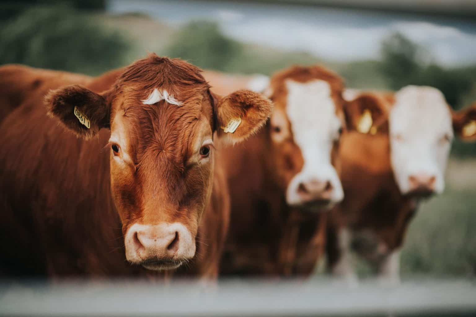 USDA Beef Industry Plan 2026: Key Changes & Compliance Guide